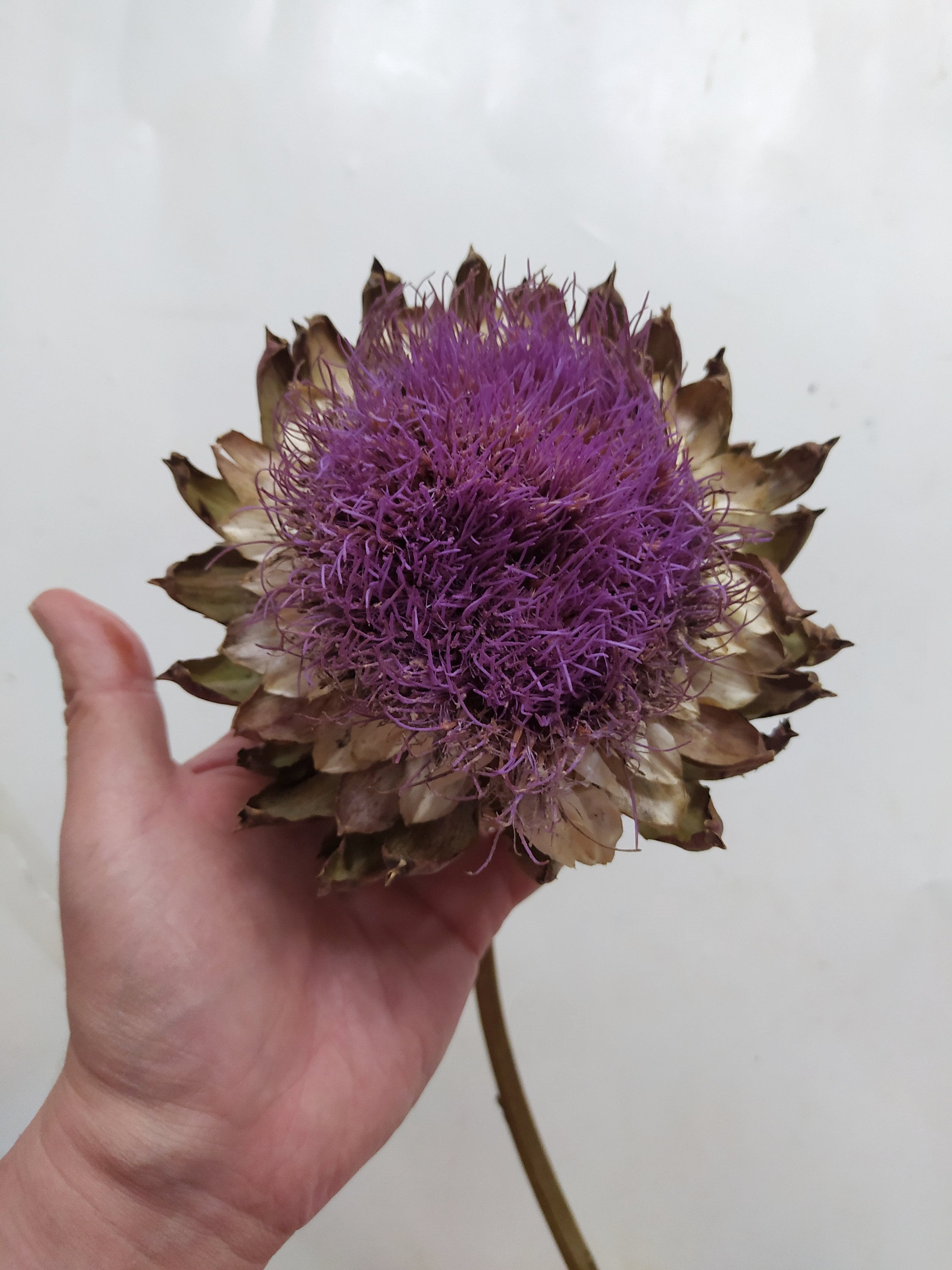 Dried Artichoke Flower