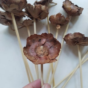 Dried Palm Caps Stemmed - Natural Floral and Craft - Decoration - Etsy