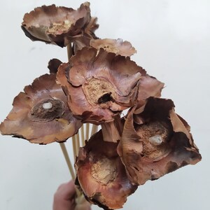 Dried Palm Caps Stemmed - Natural Floral and Craft - Decoration - Etsy