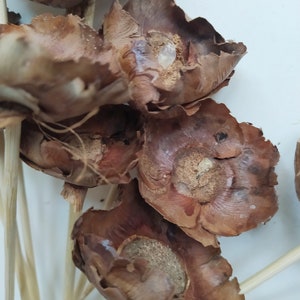 Dried Palm Caps Stemmed - Natural Floral and Craft - Decoration - Etsy