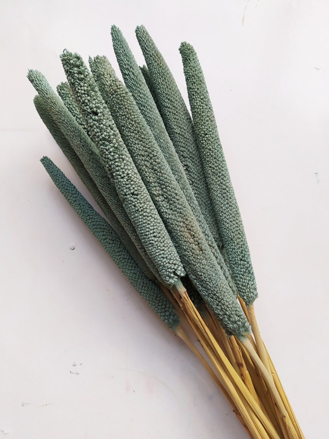 10 X Dried Scottish Green Babala Stems - Home Decoration - Rustic ...