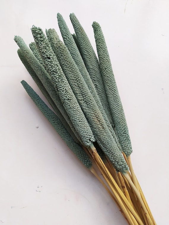 10 X Dried Scottish Green Babala Stems Home Decoration - Etsy