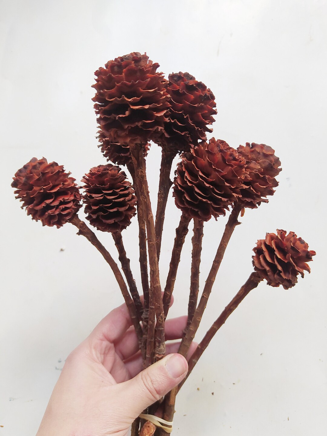 10pcs Natural Dried Glabrum Stems - Rustic Vase Accent, Memorial Floral ...