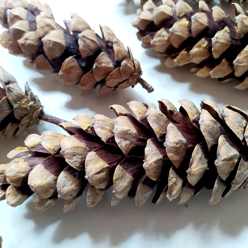 Large Pine Cones - Etsy