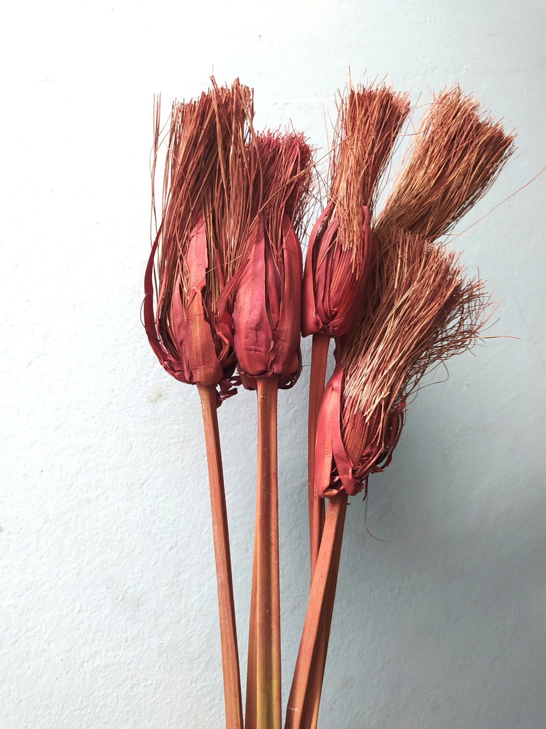 Dried Orange Papyrus Brush Bunch - Wedding Decoration - Rustic Bouquets ...
