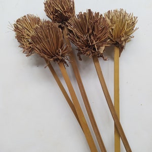 Dried Open Natural Papyrus Brush Bunch - Wedding Decoration - Rustic ...