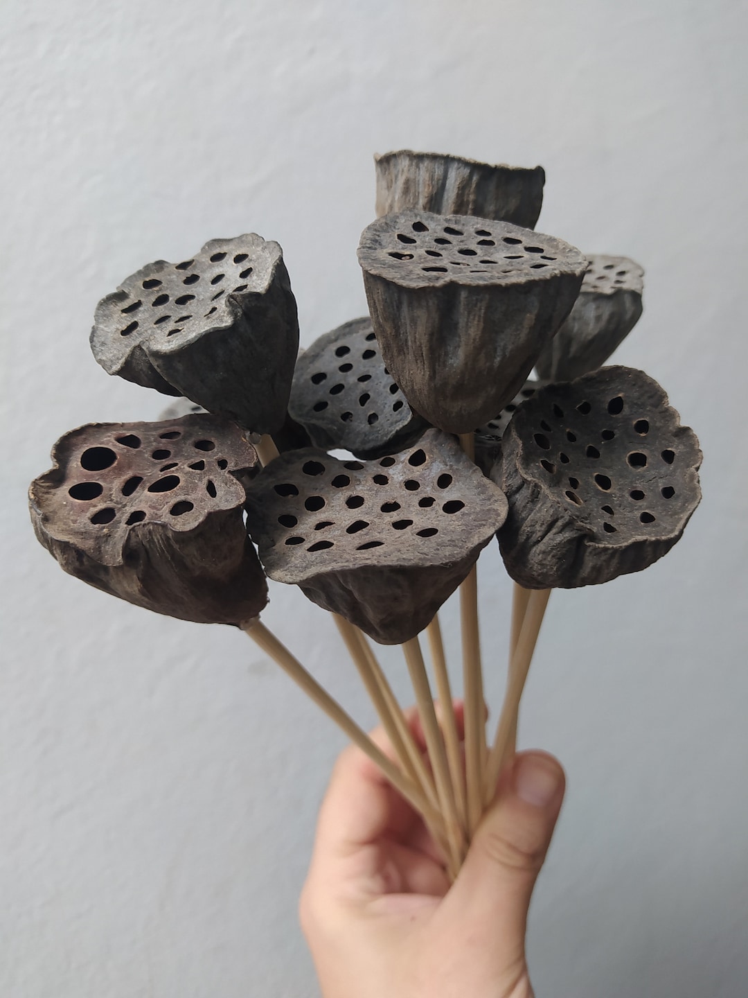 20 Dried Natural Lotus Pods on Stems: Rustic Floral Decor - Etsy