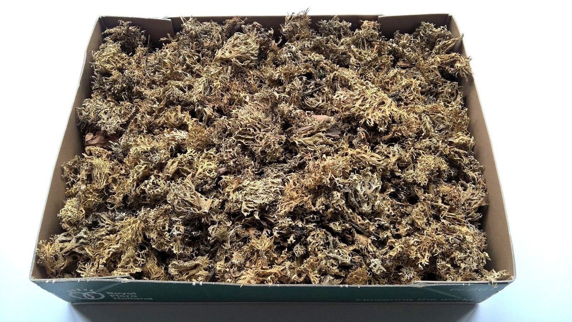 Color natural de musgo blanco seco 400g Suministro de - Etsy España