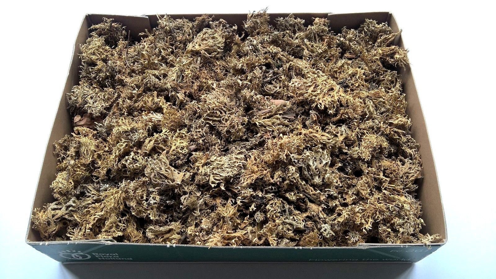 Dried White Moss Natural Color 400g Florist Supply - Etsy