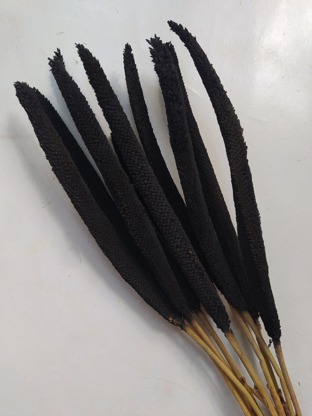 10 X Dried Black Babala Stems Home Decoration Rustic - Etsy