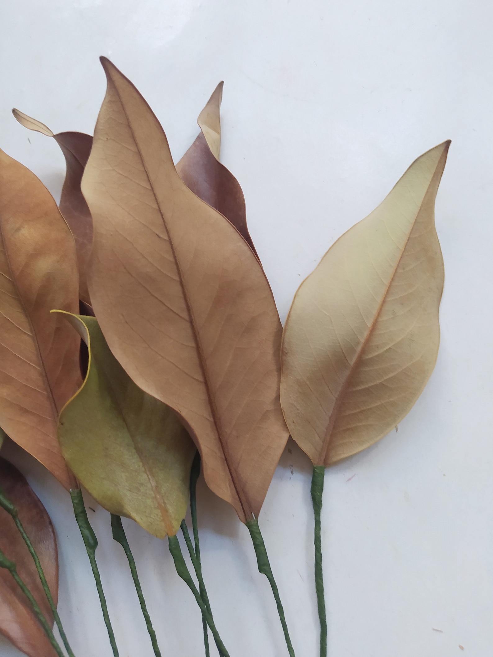 Dried Autumn Magnolia Leaves Natural Stemmed Wedding - Etsy