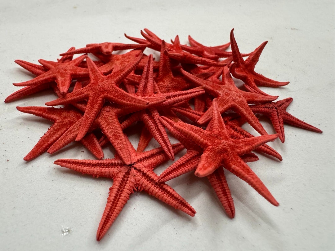Dried MINI Coral Red Starfish Colored - Wedding Decoration - Crafting ...
