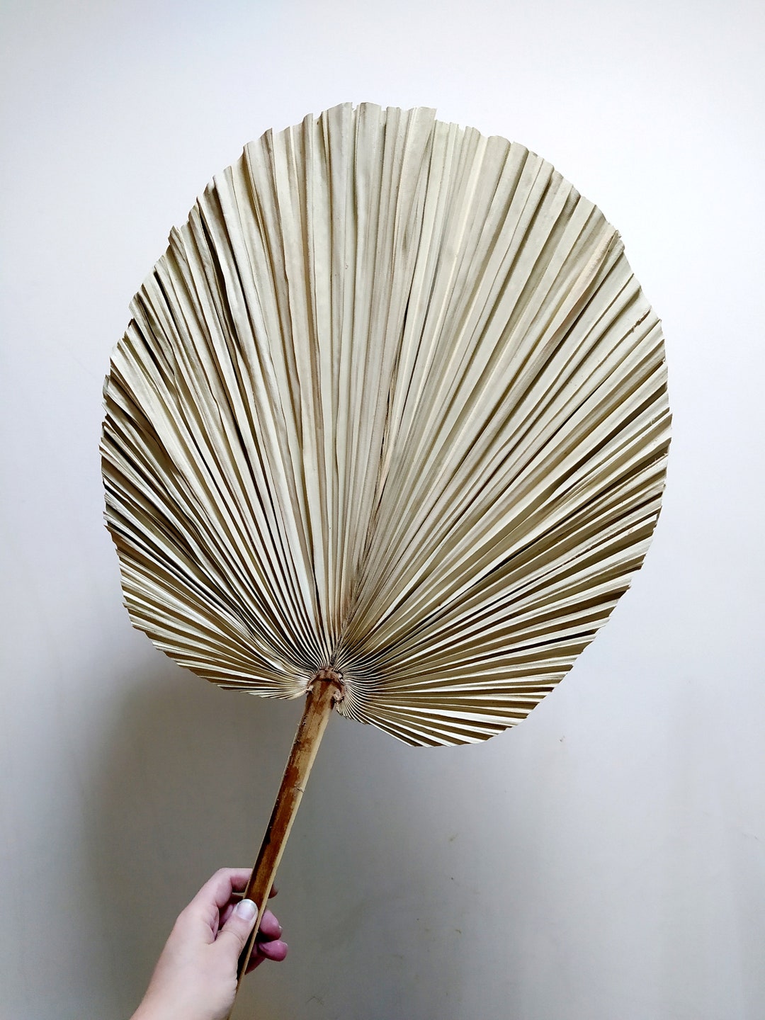 SPECTACULAR Large Round Palms Natural Color Exotic Decoration Fall ...