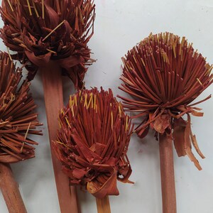 Dried Open Orange Papyrus Brush Bunch - Wedding Decoration - Rustic ...