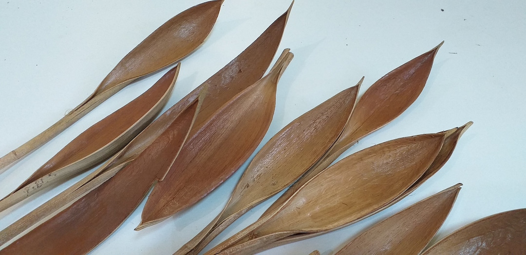 20 X Dried Palm Paddles - Natural Color - Exotic Decoration - Floral ...
