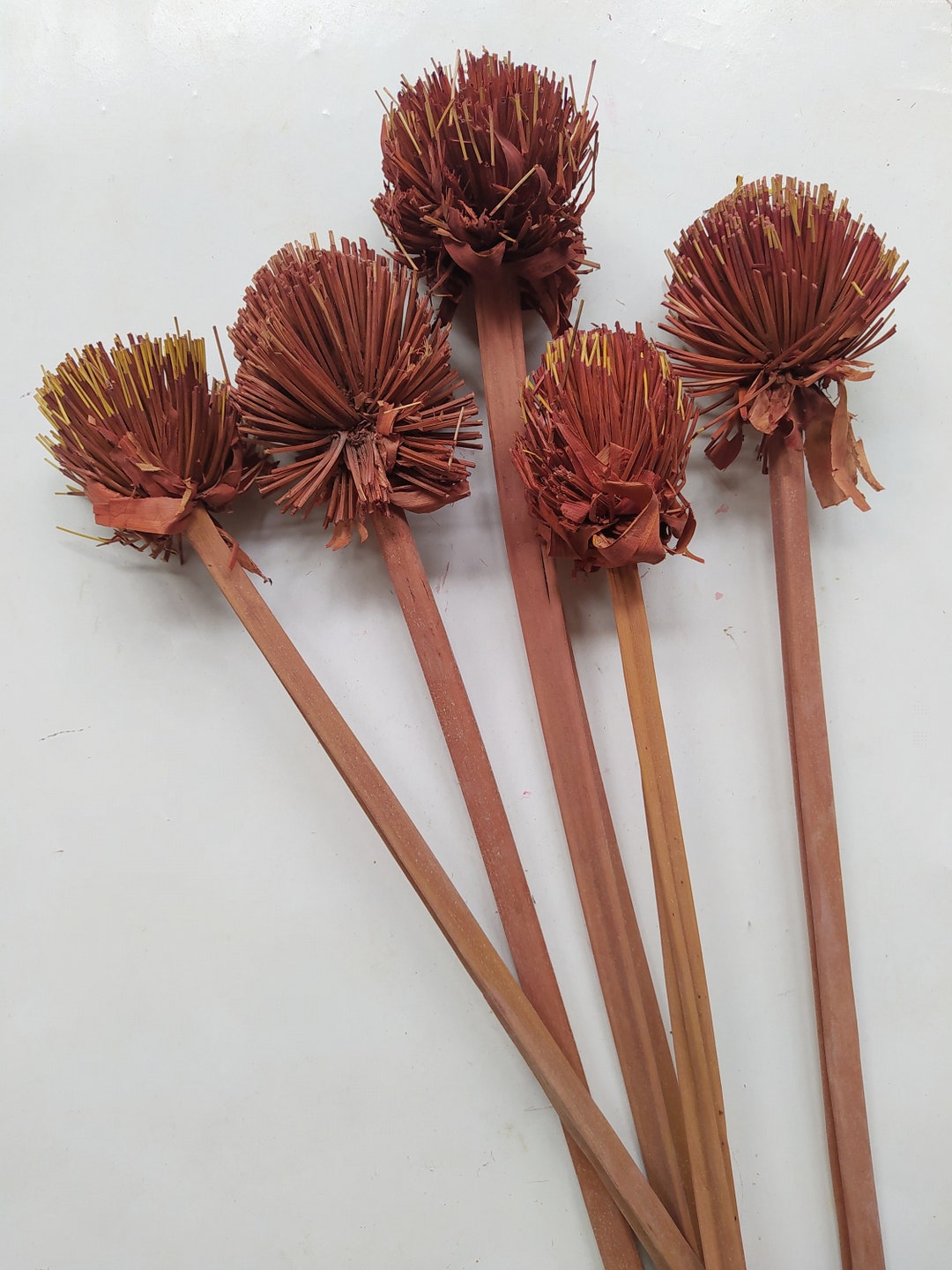 Dried Open Orange Papyrus Brush Bunch - Wedding Decoration - Rustic ...