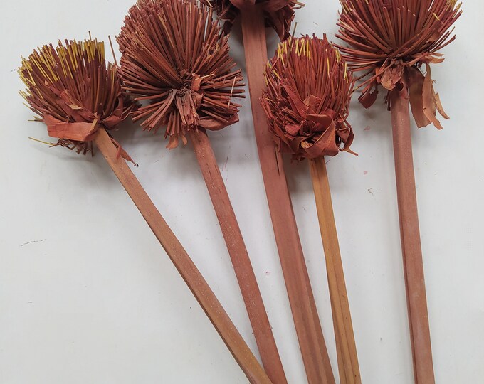 Dried Open Orange Papyrus Brush Bunch - Wedding Decoration - Rustic ...