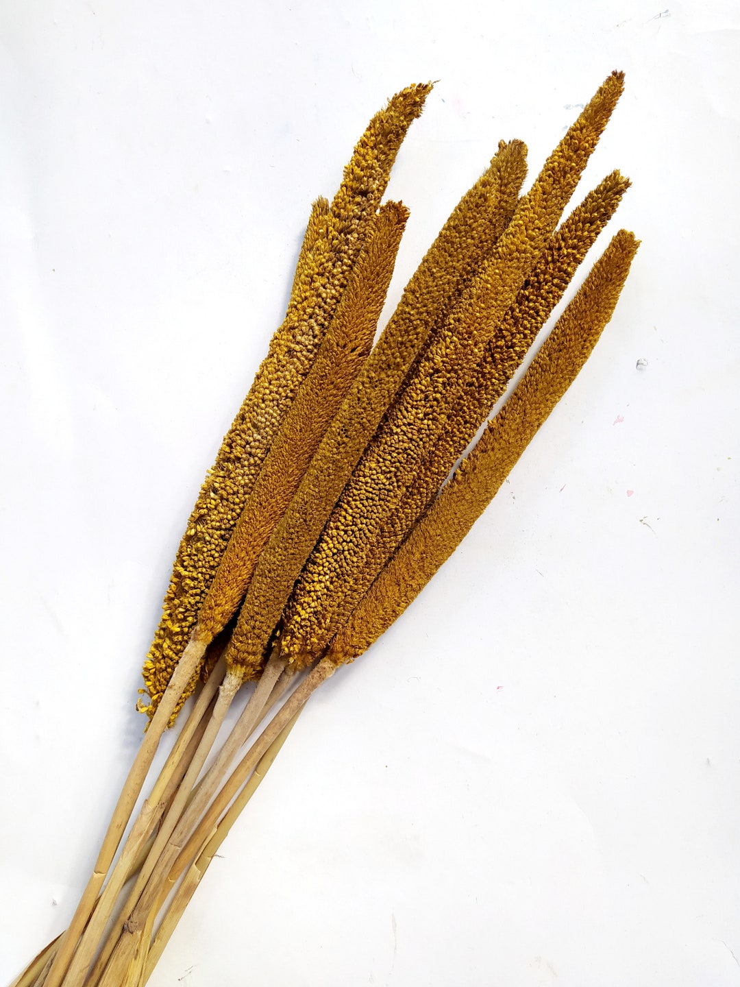 10 X Dried Yellow Babala Stems - Home Decoration - Rustic Bouquets ...
