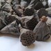 50 X Dried MINI Lotus Pods Natural Color Dried Lotus Pods - Etsy