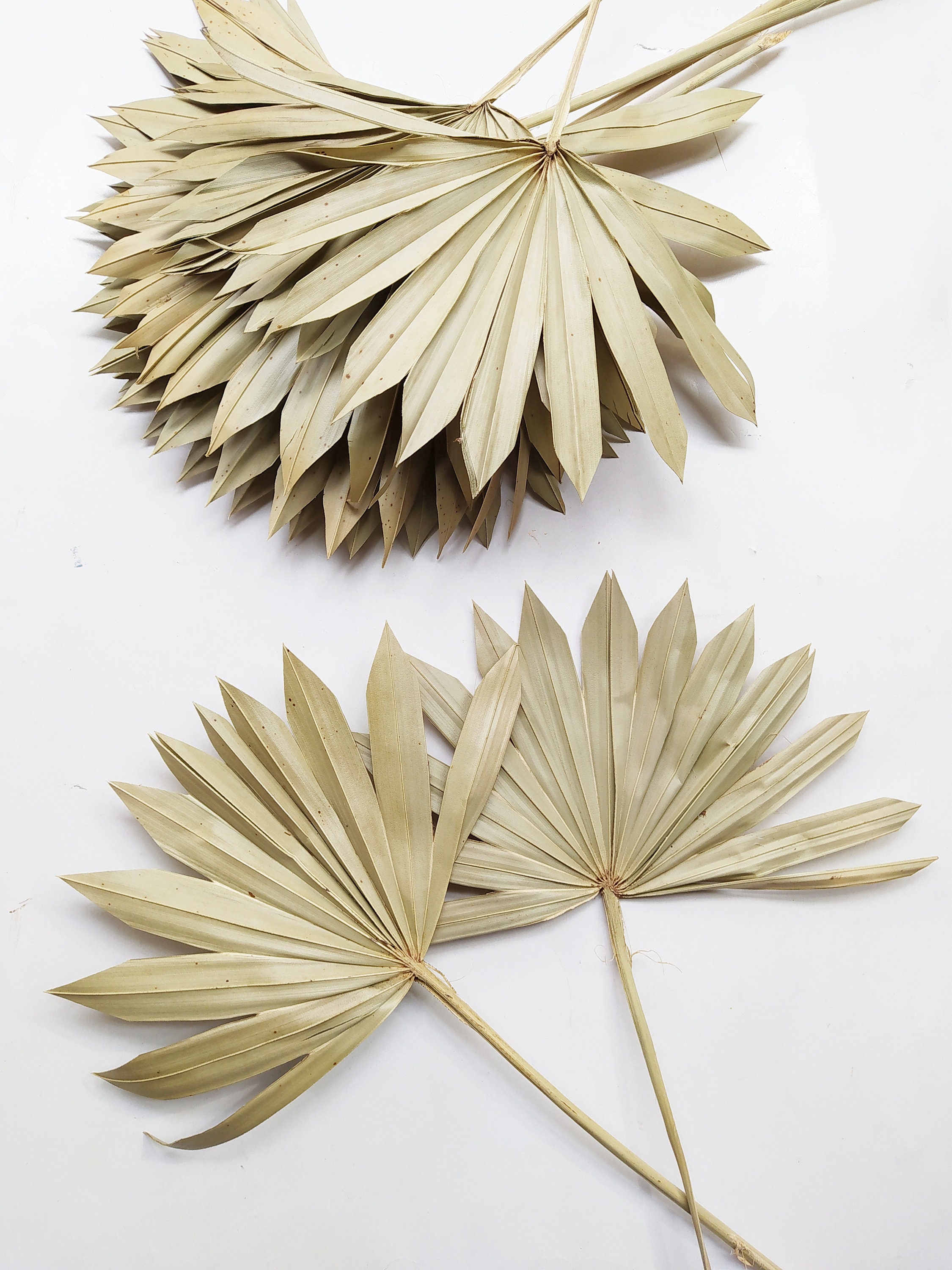 5 X Dried Palm Sun Spear Natural - Exotic Decoration - Fall Decoration ...