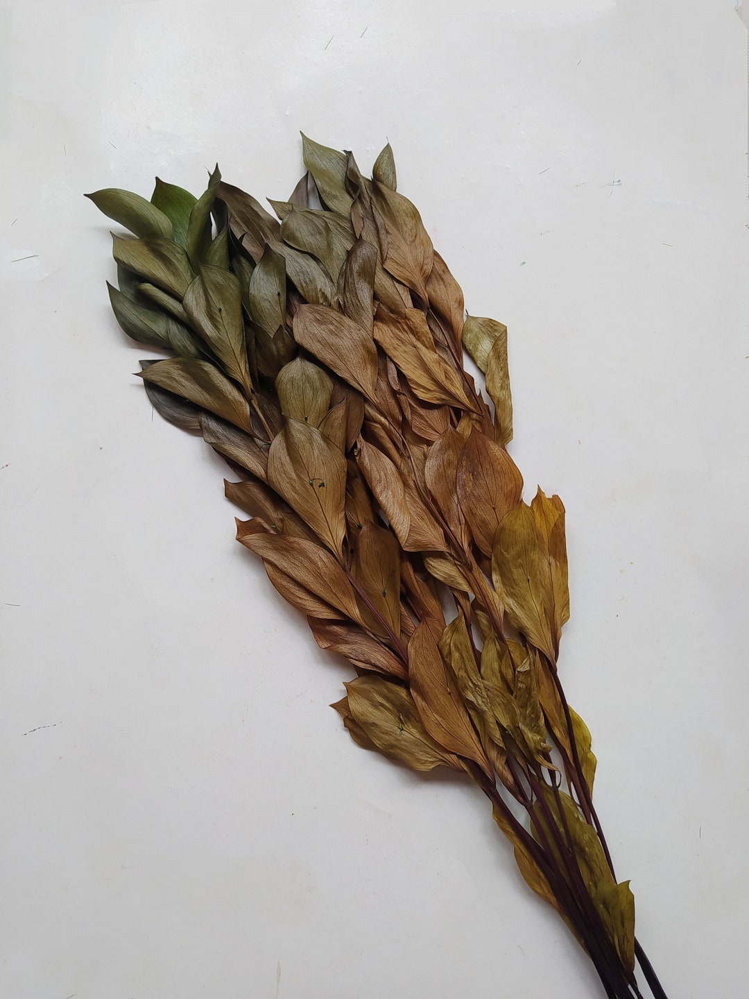 Preserved Ruscus Bunch - Florist Supplies - Floral Material - Etsy