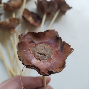 Dried Palm Caps Stemmed - Natural Floral and Craft - Decoration - Etsy
