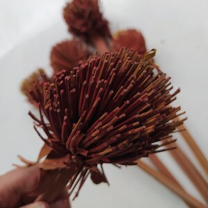 Dried Open Orange Papyrus Brush Bunch - Wedding Decoration - Rustic ...