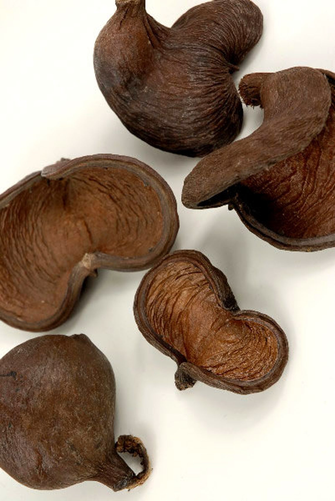 Badam Pods Natural Color Winter Decoration Box of 12 - Etsy India