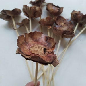 Dried Palm Caps Stemmed - Natural Floral and Craft - Decoration - Etsy