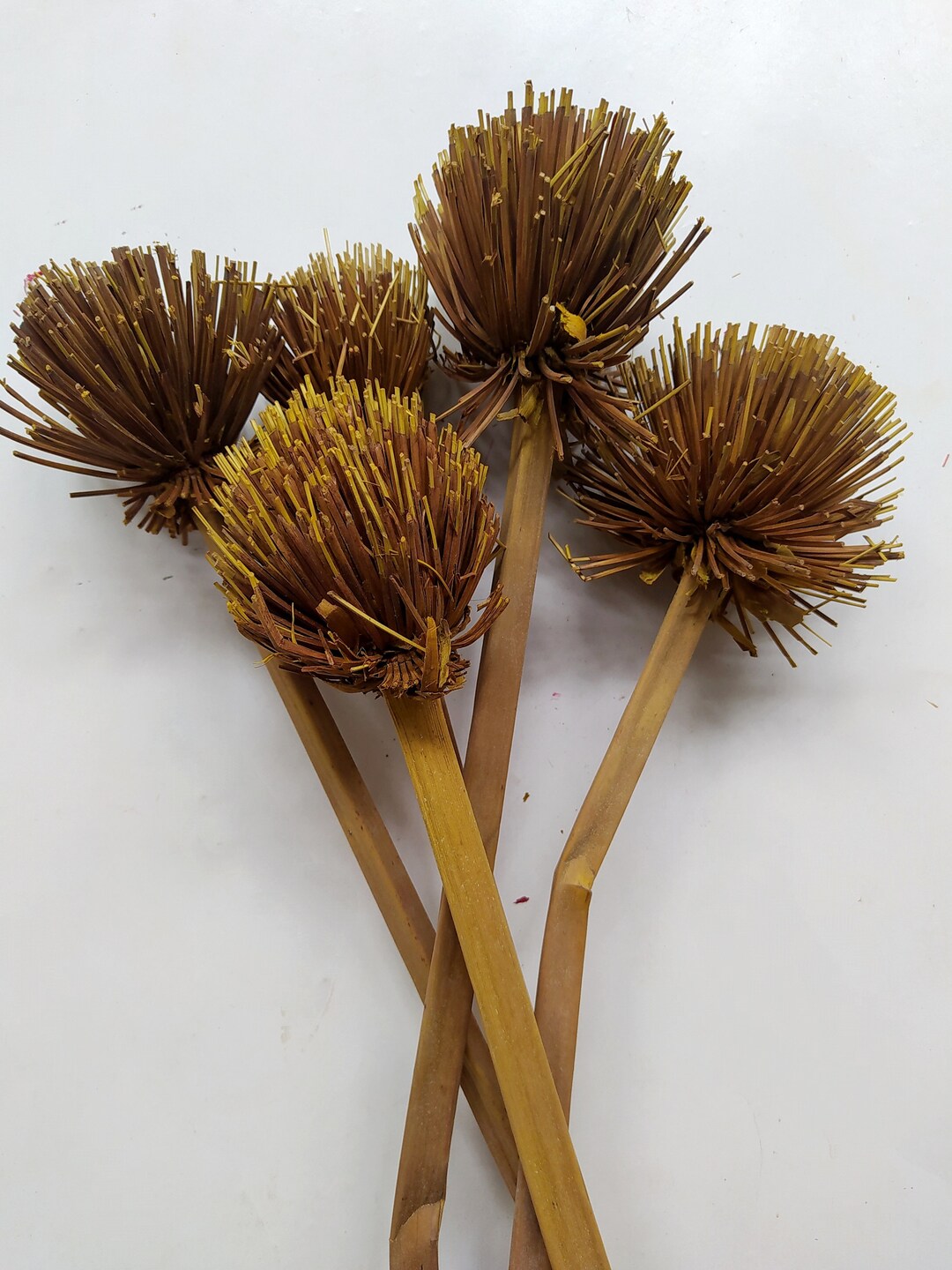 Dried Open Yellow Papyrus Brush Bunch - Wedding Decoration - Rustic ...
