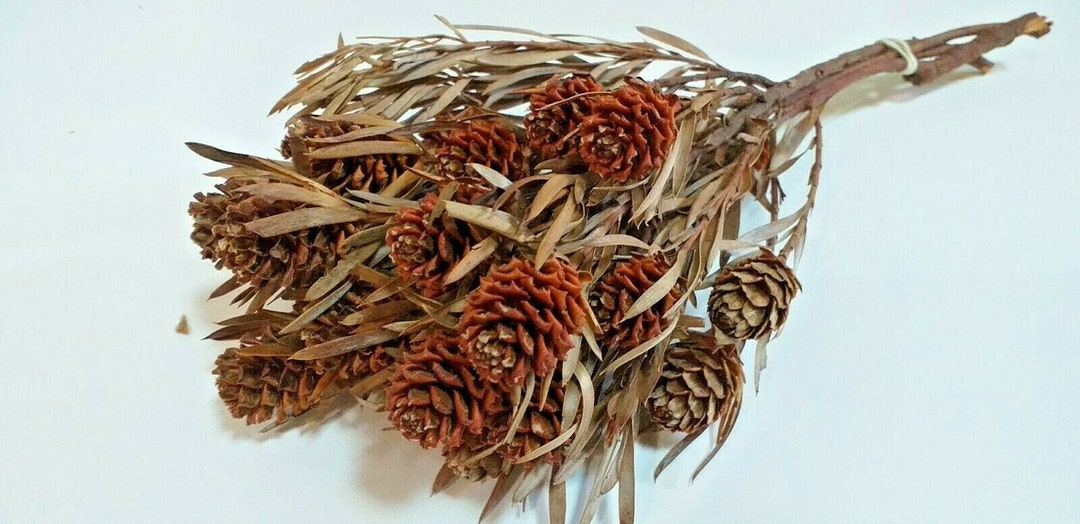 WHOLESALE 5 X Dried Salinum Bunches Seasonal Decoration - Etsy