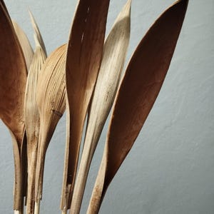 10 X Dried Palm Paddles Stemmed - Natural Color - Exotic Decoration ...