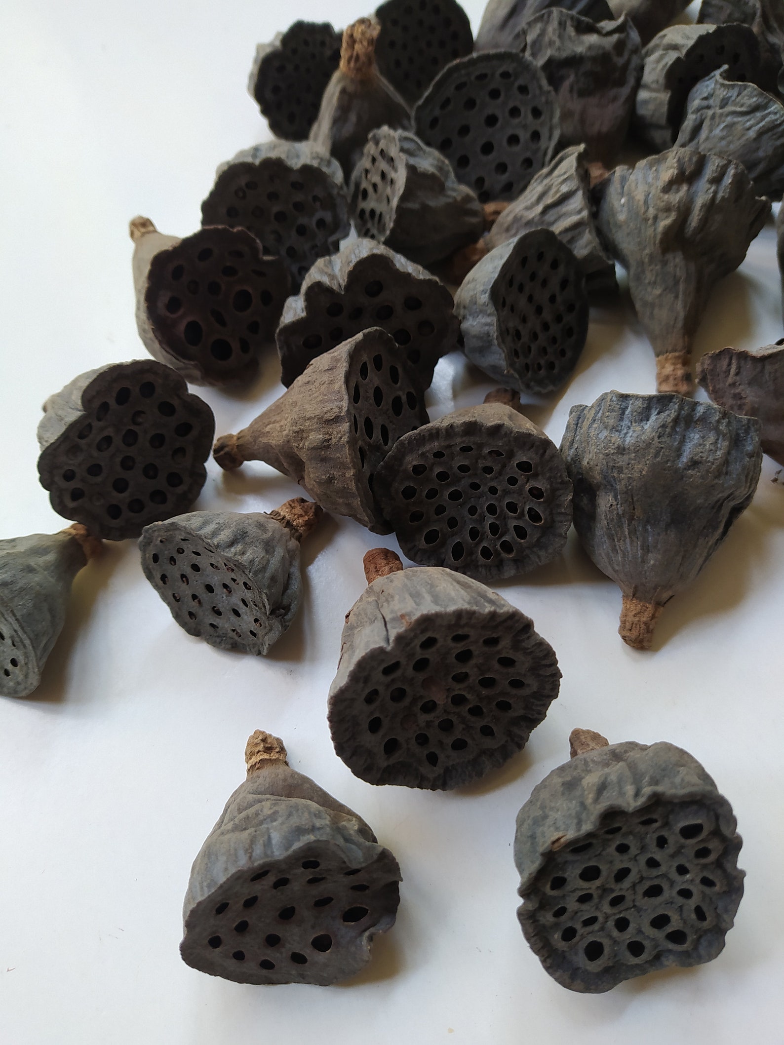 50 X Dried MINI Lotus Pods Natural Color Dried Lotus Pods - Etsy
