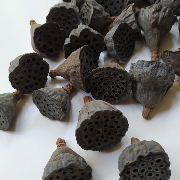 Lotus Pods - Etsy