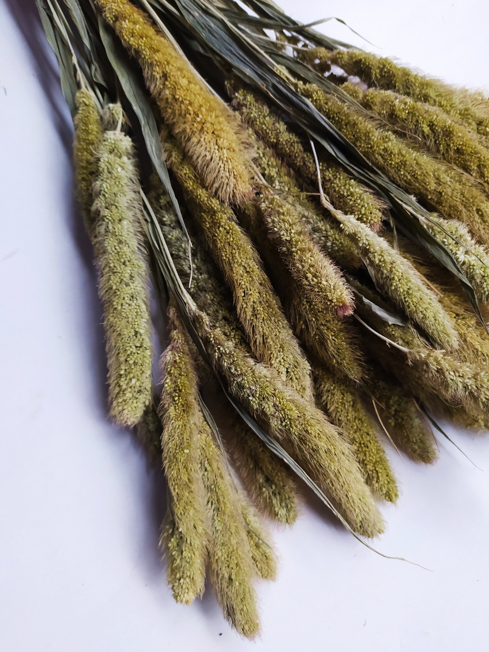 Dried Setaria Pendula Grass Natural Green Bunch Wedding | Etsy