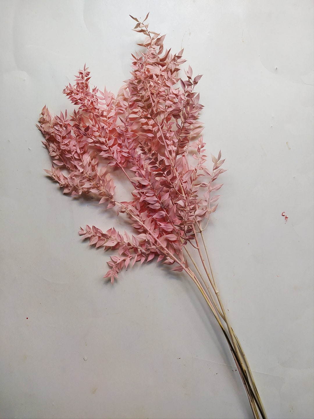 FANTASTIC! Preserved PINK Italian Ruscus Bunch - Wedding Decoration ...