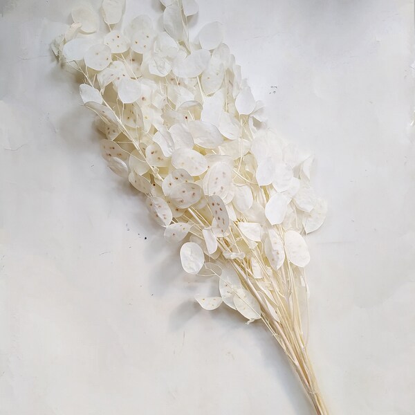 Lunaria - Etsy