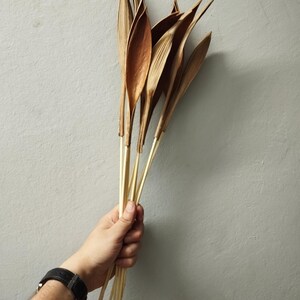10 X Dried Palm Paddles Stemmed - Natural Color - Exotic Decoration ...