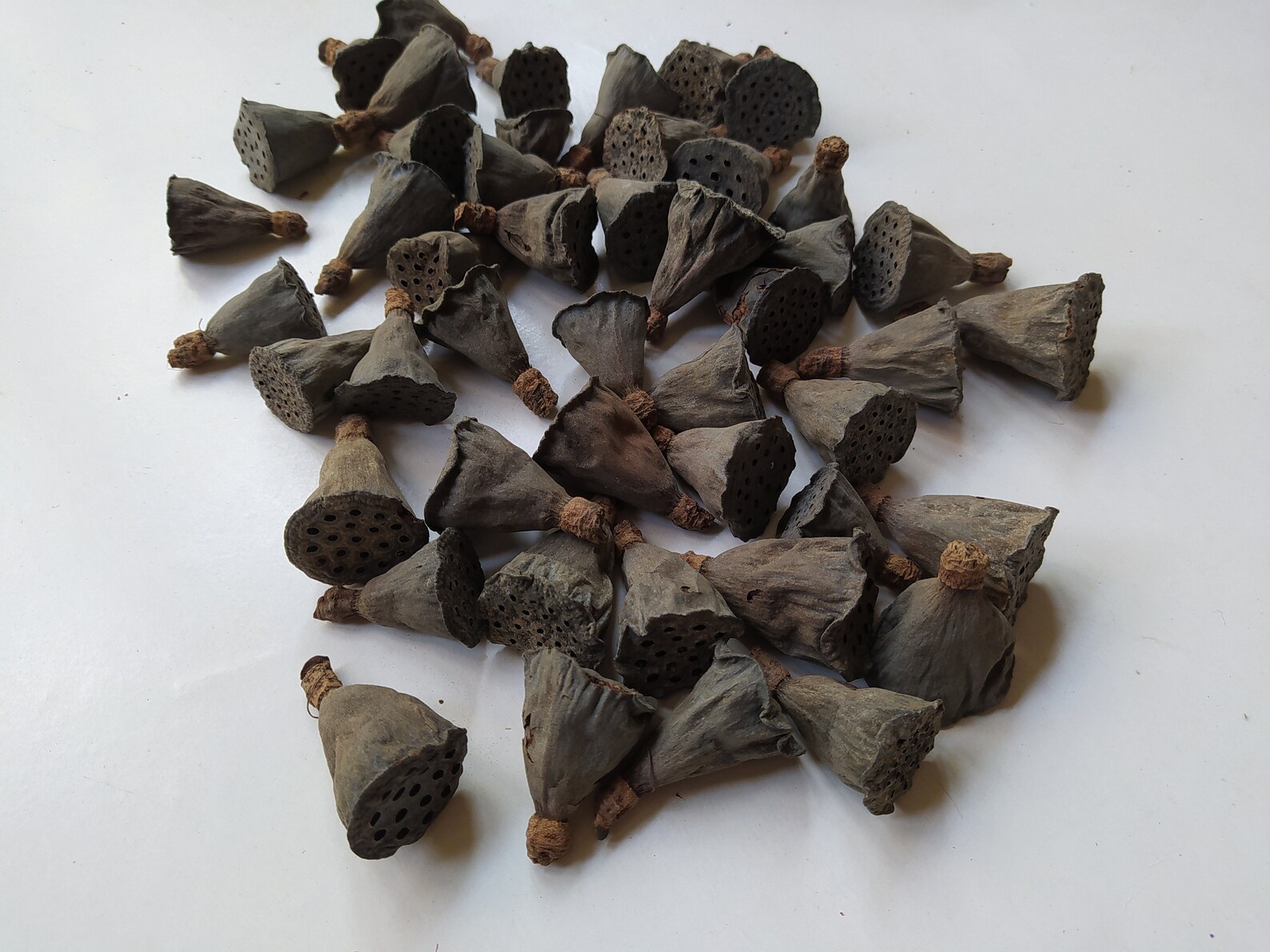 50 X Dried MINI Lotus Pods Natural Color Dried Lotus Pods - Etsy