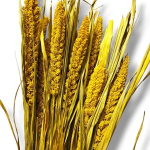 Dried Yellow Setaria Bunch - Wedding Decoration - Rustic Bouquets ...