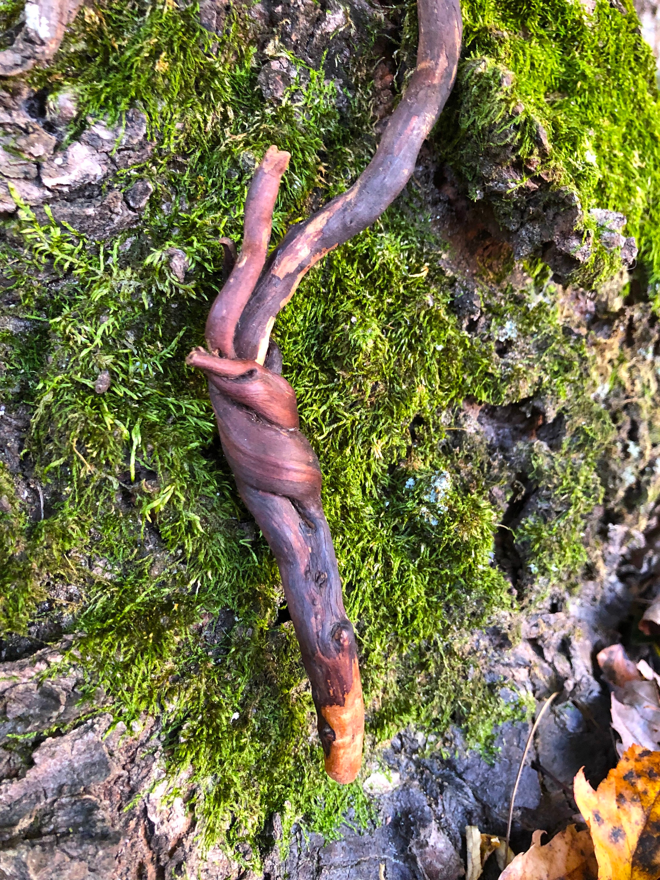 Twisted Sister From Bare Branch Series Magic Wands for All Ages ...