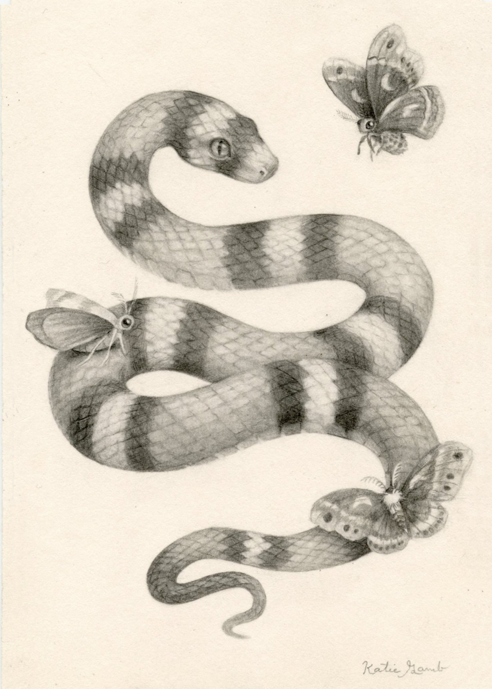 Snake With Moths - 5x7 Fine Art Print - Etsy