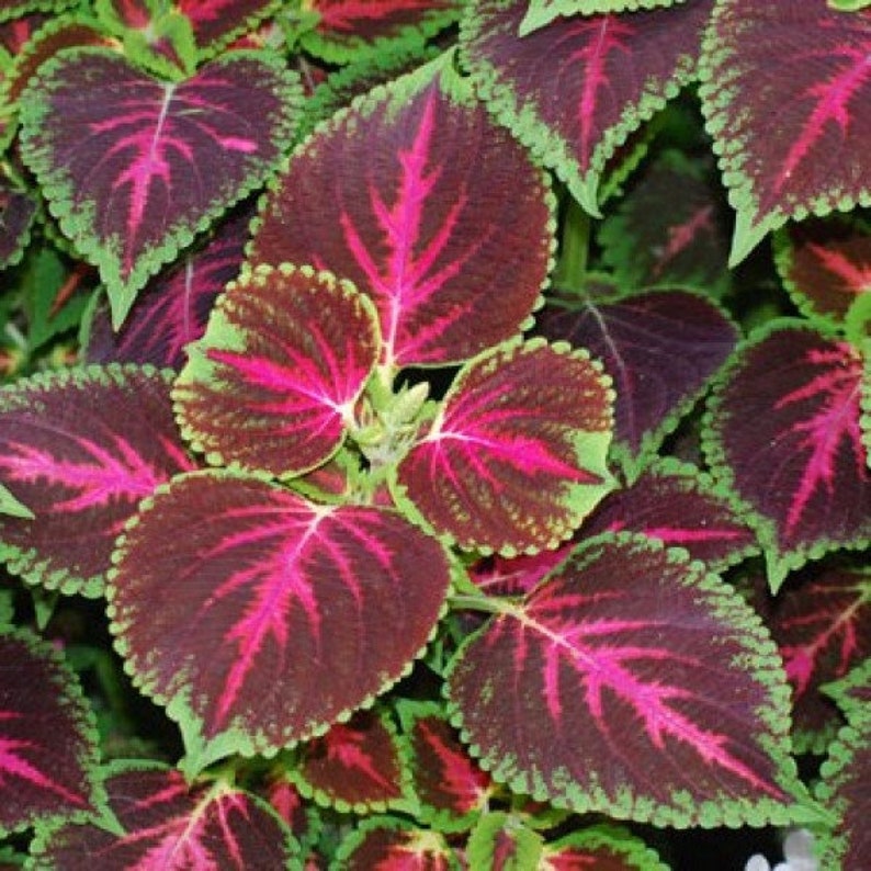 Coleus Rainbow Mix Seeds 100 SEEDS Code 429 | Etsy