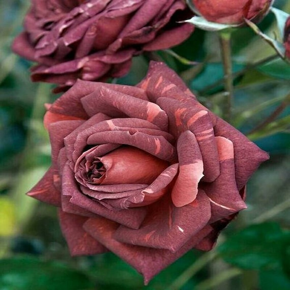 Brown Pink Roses Seeds 20 Seeds Code 287 - Etsy
