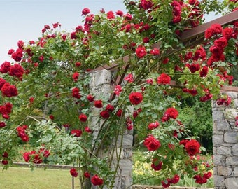 Climbing Dark Red Roses Seeds 20 Seeds-code 382 | Etsy