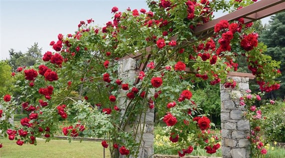Climbing Dark Red Roses Seeds 20 Seeds-code 382 | Etsy