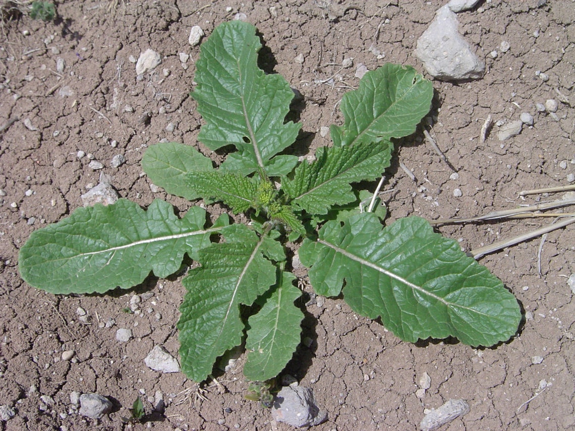 Sinapis Seeds Nigra Black Sinapi Seeds 200 SEEDS CODE | Etsy