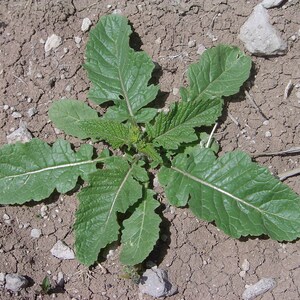 Sinapis Seeds Nigra Black Sinapi Seeds 200 SEEDS CODE | Etsy