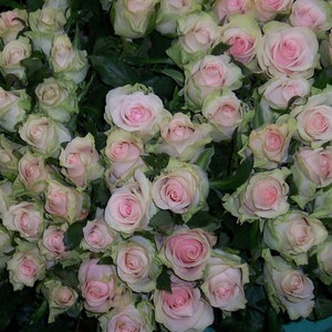 Dancing Queen Roses Seeds 20 Seeds Code 070 | Etsy