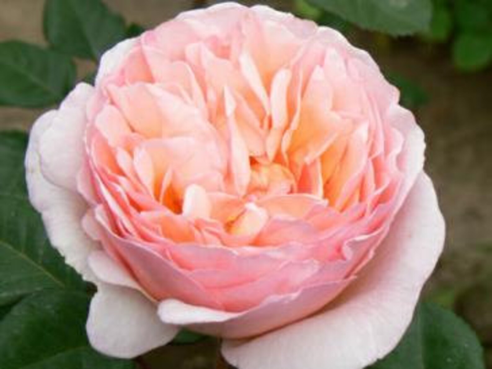 Tea Roses Princesse Charlene De Monaco Flower Seeds 20 Seeds - Etsy